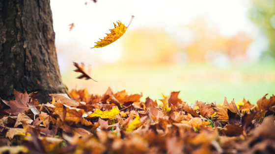 beautiful fall backgrounds